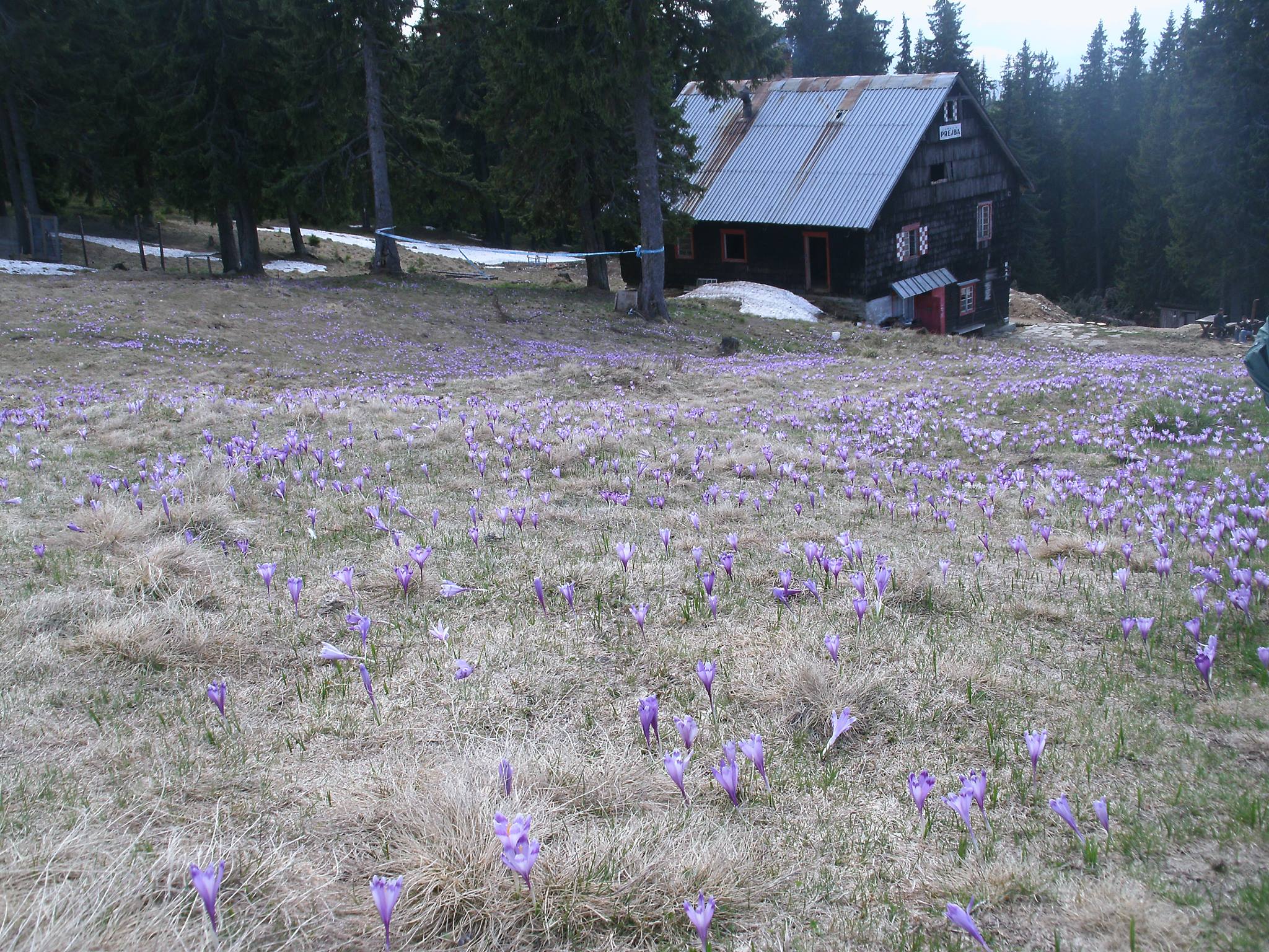 Circuit in Muntii Lotrului Cabana si Varful Prejba | BookTes